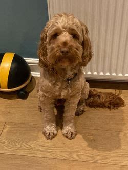 Ralph Cockapoo On The Way Home
