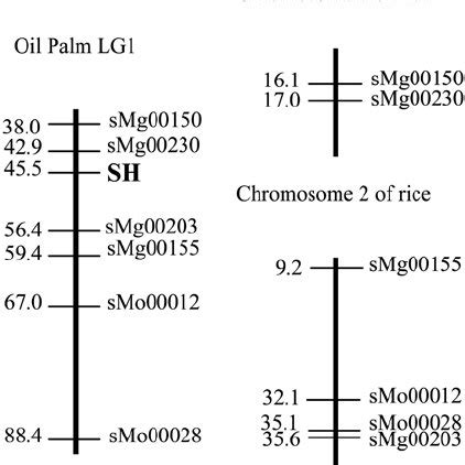 Six Simple Sequence Repeats SSR Markers Aligned To Chromosomes And Download Scientific