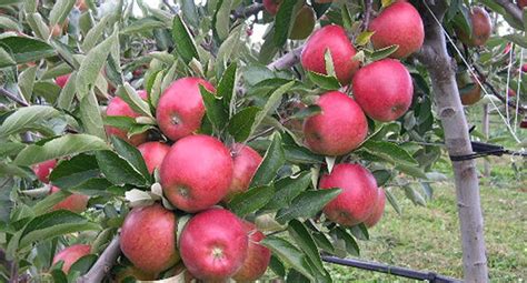 Different Types Of Apple Tree Varieties And Popular Species