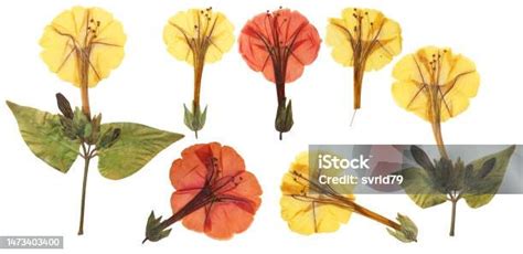 눌러서 말린 섬세한 오렌지 꽃 미라 빌리스 할라파 흰색 배경에 격리 스크랩북 압착 플로리스트 트리 또는 식물 표본 상자에 사용 말린 식물에 대한 스톡 사진 및 기타 이미지