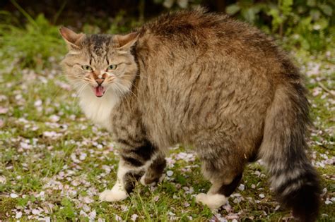 猫が威嚇してくる理由。威嚇の特徴、変なポーズのわけとは｜みんなのペットライフ