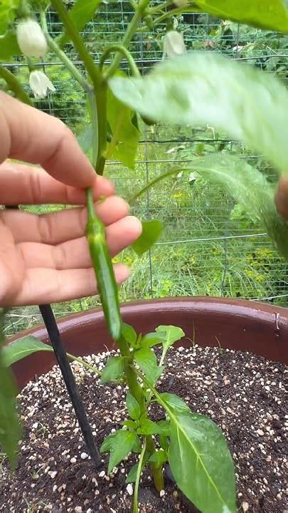 방아다리고추올해첫고추화분고추키우기전원일기초보농부텃밭 Youtube