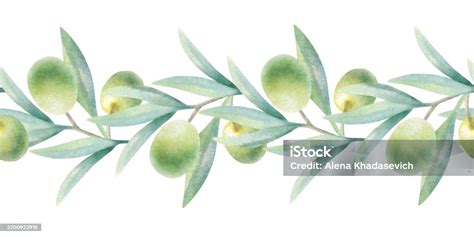 올리브 가지 잎과 과일 사실적인 스타일 완벽 한 테두리 손으로 그린 식물 녹지 수채화 고립 된 그림 녹색 올리브와 함께 건강한 식품 포장 테이프 섬유 건강한 생활방식에 대한