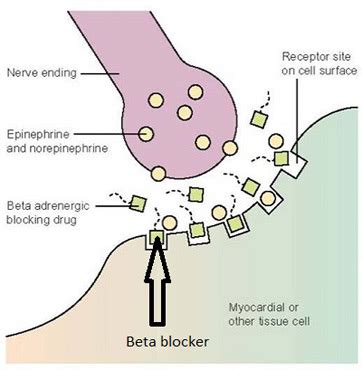 What Are Beta Blockers Uses Types Examples Side Effects Study Com