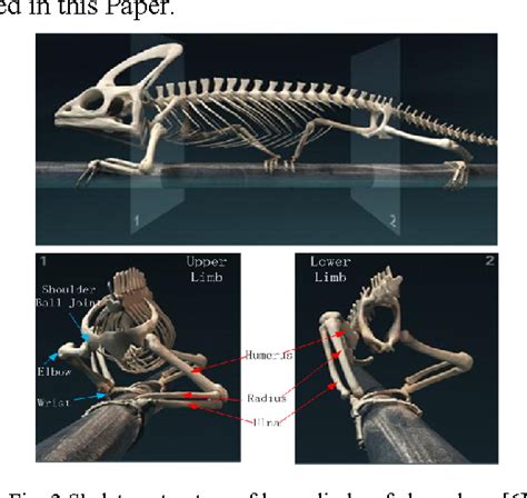 figure 2 from a new pattern of hybrid bionic space robot and path planning algorithm semantic