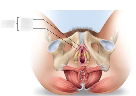 Clitoris Diagram Quizlet