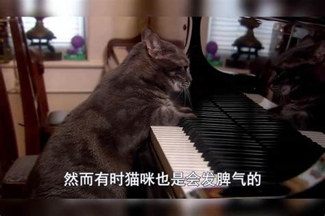 铲屎官教训猫咪，刚一开口，猫咪就骂骂咧咧的