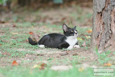 【javascript】スペース空白文字を削除しよう！【コピペでok！】 サメハック