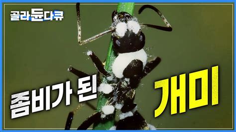 개미는 왜 좀비가 됐을까 해가 지면 높은 곳으로 올라가는 개미들 곰팡이에 감염된 개미 비밀의 왕국 다큐프라임