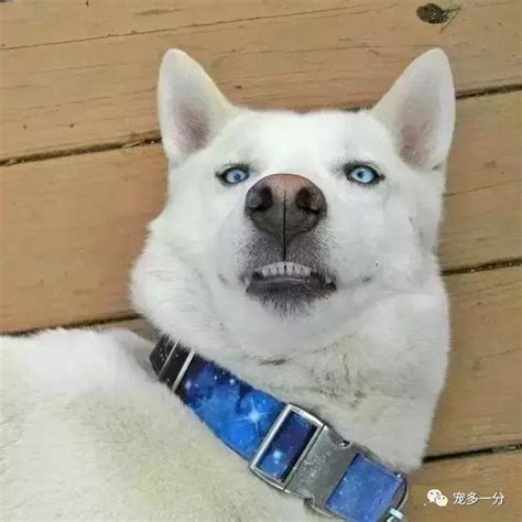 這麼帥氣的純白色小哈士奇，長大後 每日頭條
