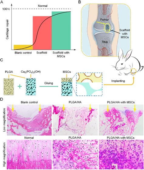 Bilayered Plga Ha Composite Scaffold For Osteochondral Tissue Download Scientific Diagram