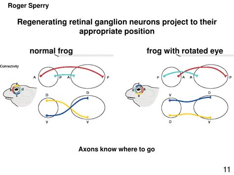 Ppt Axon Guidance Navigating Neural Networks Powerpoint Presentation Id 9547360