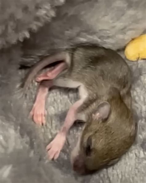 New York Vet Rescues A Tiny Street Mouse But What Happened Next Will Amaze You
