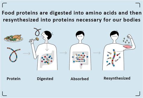 Proteins Amino Acids Food