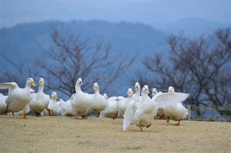 アヒルの大行進 2 by 501 ID5380035 写真共有サイト PHOTOHITO