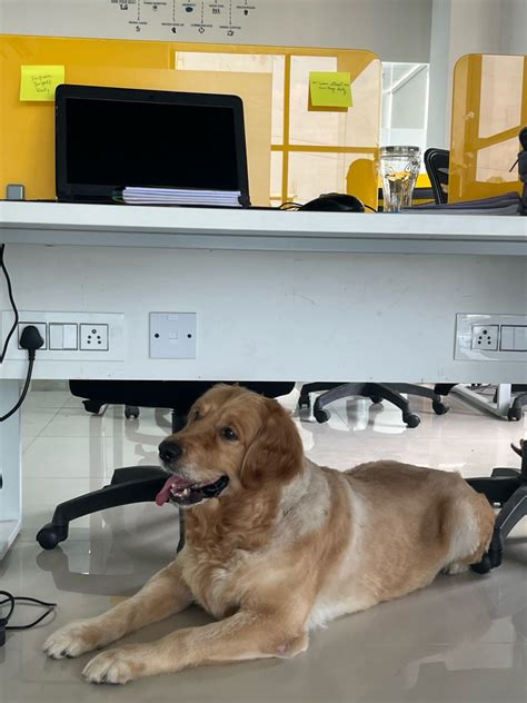 Arshia Verma On Linkedin Pawsome Day At Rad Techpro Services 🫶🏻