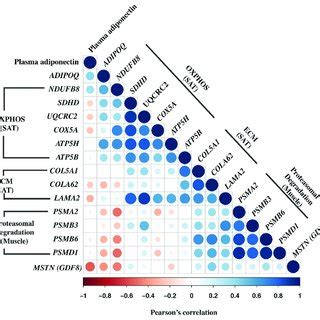 Correlation Matrix Of Gene Expression Levels Of Differently Regulated Download Scientific