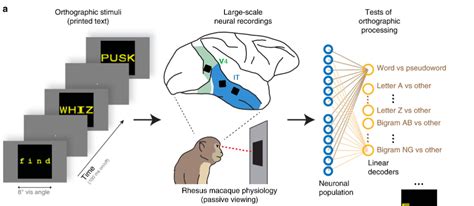 The Inferior Temporal Cortex Recycled” To Aid Reading Youth Medical