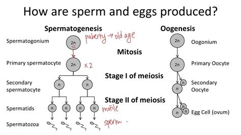 Tss Connected การแบ่งเซลล์แบบไมโอซิส Meiosis