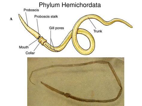 Ppt Phylum Hemichordata Powerpoint Presentation Free Download Id 2959624