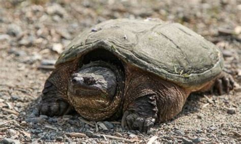 Common Snapping Turtle Vs Battles Wiki Fandom