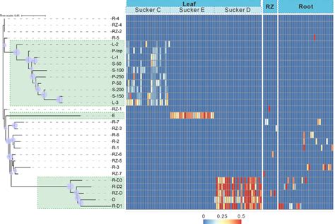 ontogenetic tree of sequenced samples the right three panels show the