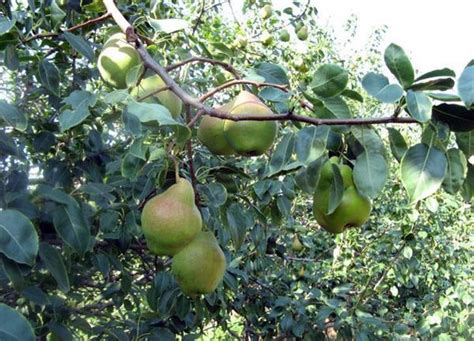 Груша для Урала: лучшие сорта, описание и характеристика