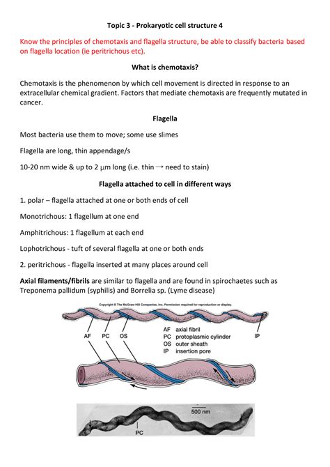 Topic Prokaryotic Cell Structure Notes Topic Prokaryotic Cell Structure Know The