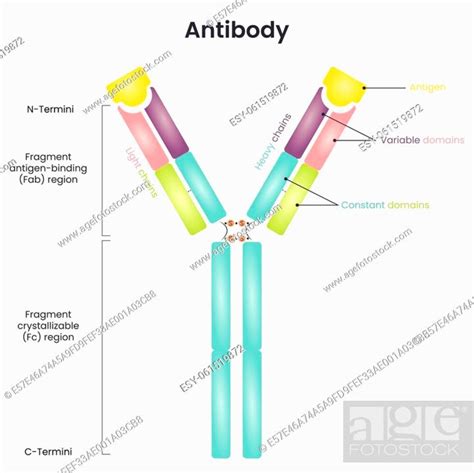 Vector Illustration Diagram Of The General Structure Of An Antibody Stock Vector Vector And