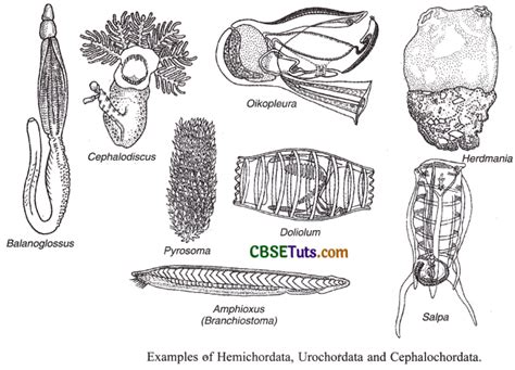 Phylum Chordata Characteristics Classification Cbse Tuts