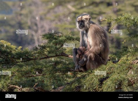 Nepal Sacred Langur Semnopithecus Schistaceus Beautiful Popular