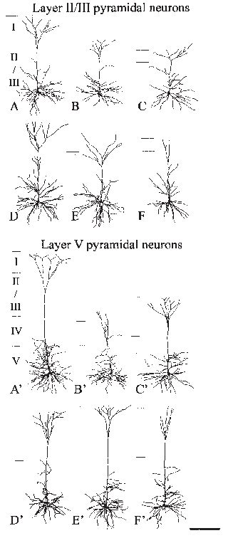 Camera Lucida Drawings Of Layer Iiiii Af And V Pyramidal Neurons