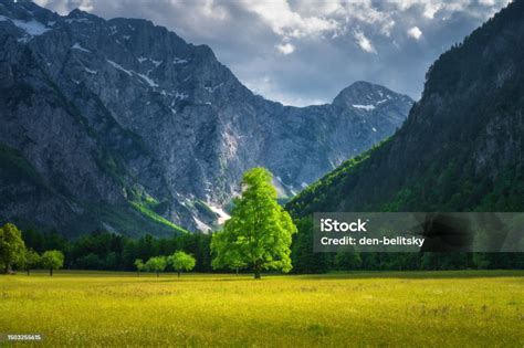 슬로베니아 로가르 계곡의 여름 해질녘 산에 있는 녹색 고산 초원에 있는 혼자 나무 들판 푸른 잔디 숲 바위 구름과 햇빛이 있는 푸른 하늘의 아름다운 전망 자연 배경 0명에