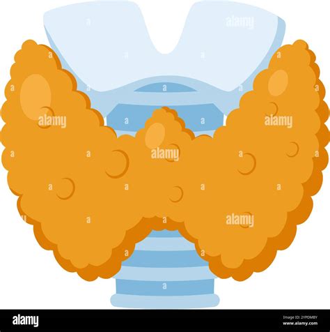 Detailed Illustration Of The Thyroid Gland Highlighting Its Follicular Structure And Colloid