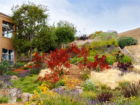 5 Xeriscaping Myths Debunked 5280