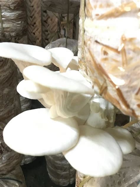 Ganoderma Mushroom Spawn Packaging Size 5 Kg Packaging Type Pp Bag At Rs 105 Kg In Coimbatore