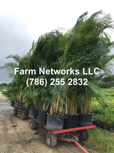 25 Gallon Phoenix Roebelenii Palm Tree South Florida Clusia