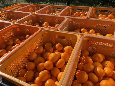 【年末年始におすすめ】甘くコクのある石地温州みかん 約5kg：三重県産のみかん・柑橘類｜食べチョク｜産地直送産直お取り寄せ通販 農家