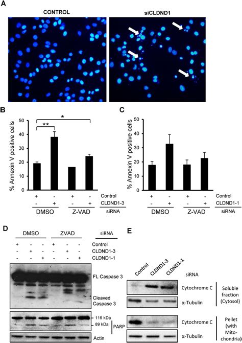 Involvement Of Caspase 3 And Parp Cleavage Together With Cytochrome C