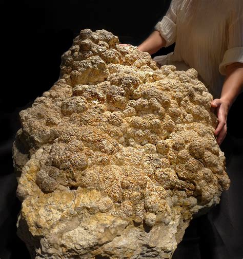 Cyanobacteria Fossils