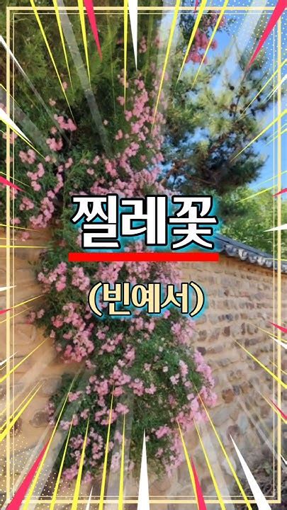 이별가를 불러주던 못잊을 사람아 달뜨는 저녁이면 노래하던 동창생 찔래꽃 찔레꽃 빈예서 빈예서노래 빈예서공주 전통가요 트롯트인기가요 Trot Youtube