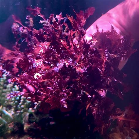 Red Feather Fern Macroalgae Corals Anonymous