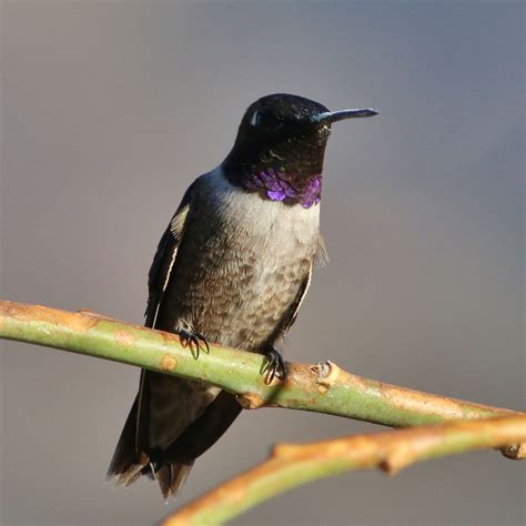 Black Chinned Hummingbird Csusb