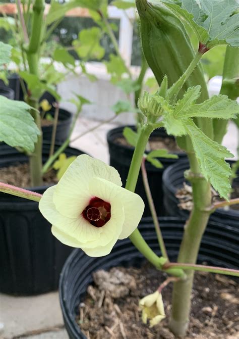 Okra Rose Flower At Blake Sadlier Blog