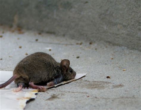 Mouse Object Detection Dataset By Ml