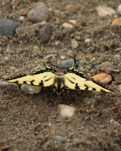 Jericho On Instagram Bugs 🦋 Butter Butterfly Butterflies Bugs