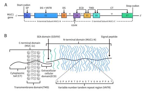 Muc1 What Is Its Potential In Cancer Therapy Dima Biotechnology