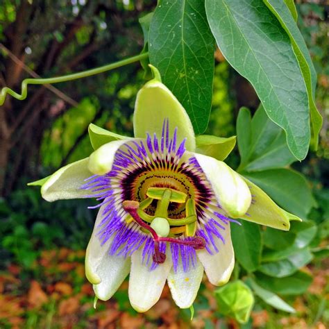 ¿cómo Puede La Passiflora Incarnata L Mejorar Tu Salud Y Bienestar Esencias De Tierra
