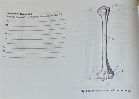 Solved Section Exercise B Identify Each Lettered Chegg