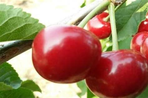 樱桃种植技术讲解从此吃上自种樱桃酸甜可口 每日头条